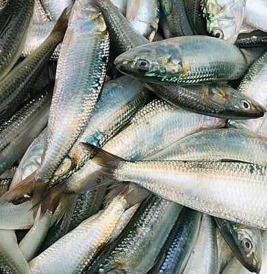 Fresh Online Fish and Meat store | Kannu Online delivery |Best Online ...