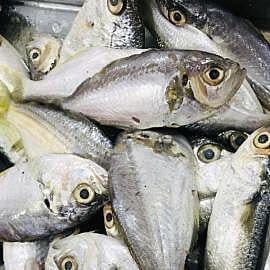 Fresh Online Fish and Meat store | Kannu Online delivery |Best Online ...